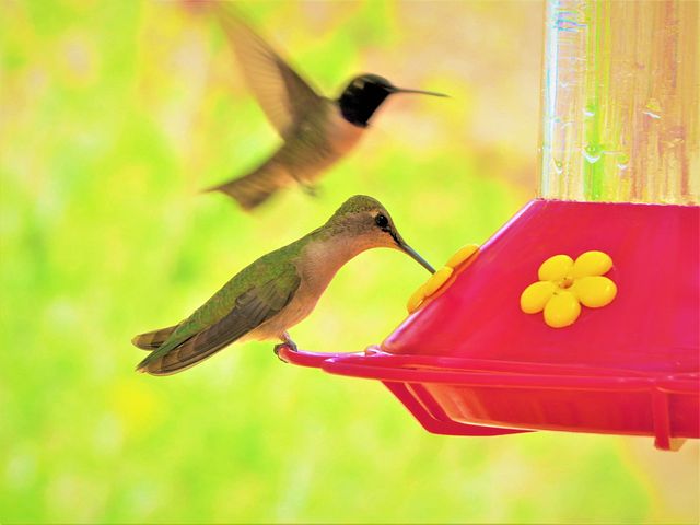200+ Free Humming Bird & Humming-Bird Images - Pixabay