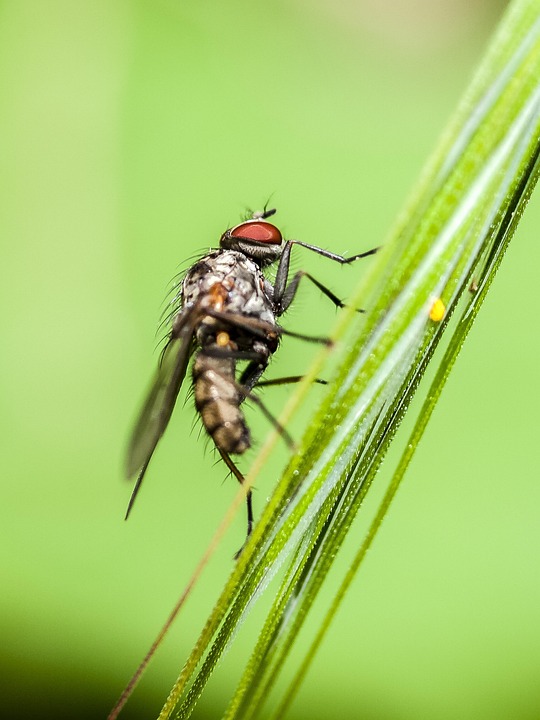 Fly Insect Animal - Free photo on Pixabay - Pixabay
