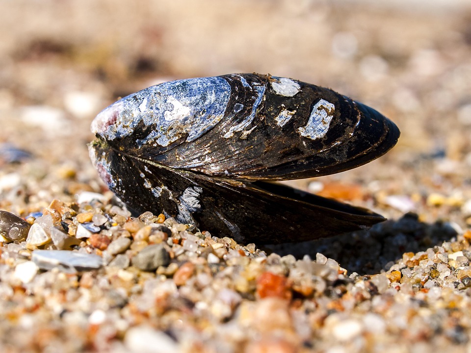 Shell Animal Sand - Free photo on Pixabay - Pixabay