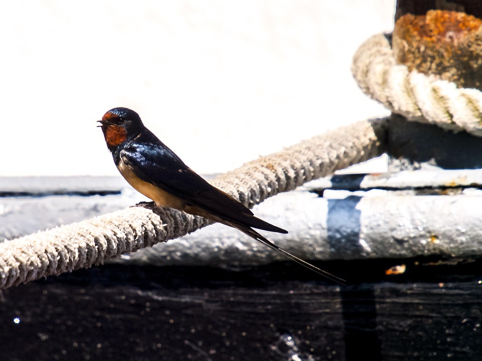 Schwalbe Rauchschwalbe Vogel - Kostenloses Foto auf Pixabay