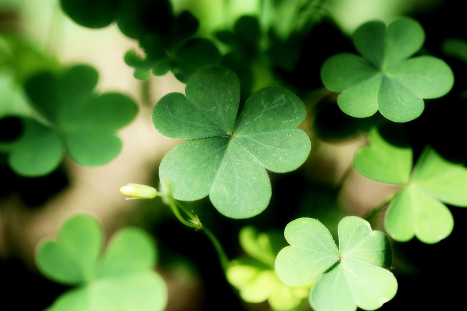Shamrock Clover Forest - Free photo on Pixabay