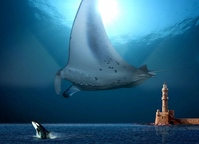 300+ Free Under The Sea Pictures and Images - Pixabay