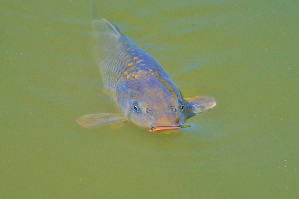 Carp Fish Pop Up - Free photo on Pixabay