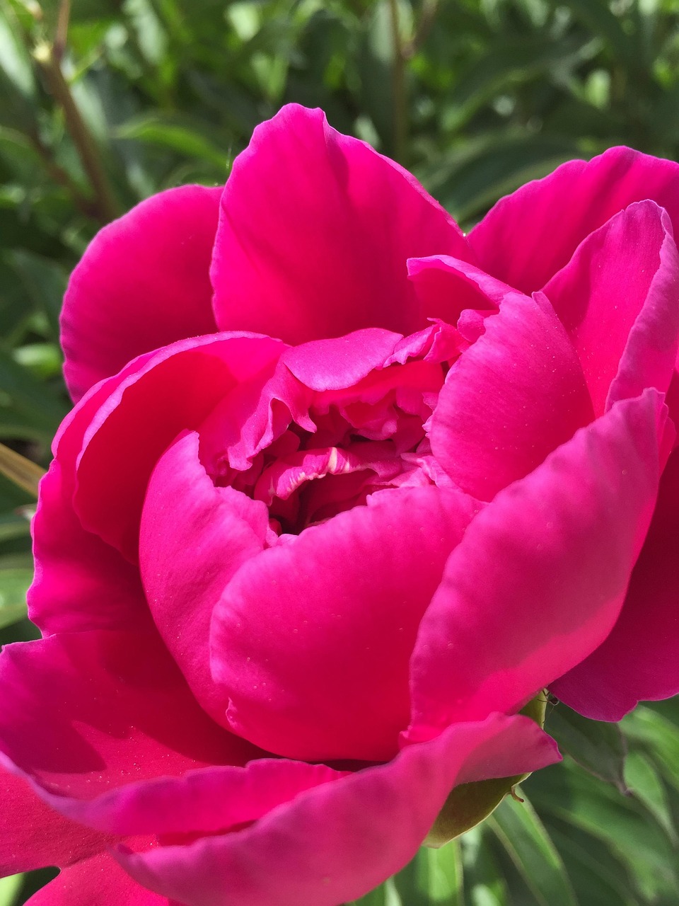 Flores Rosal Color De Rosa - Foto gratis en Pixabay - Pixabay