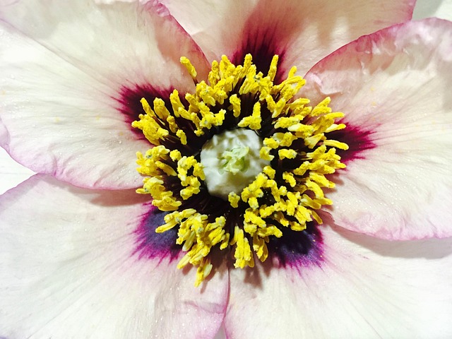 Flor Belleza Natural - Foto gratis en Pixabay - Pixabay