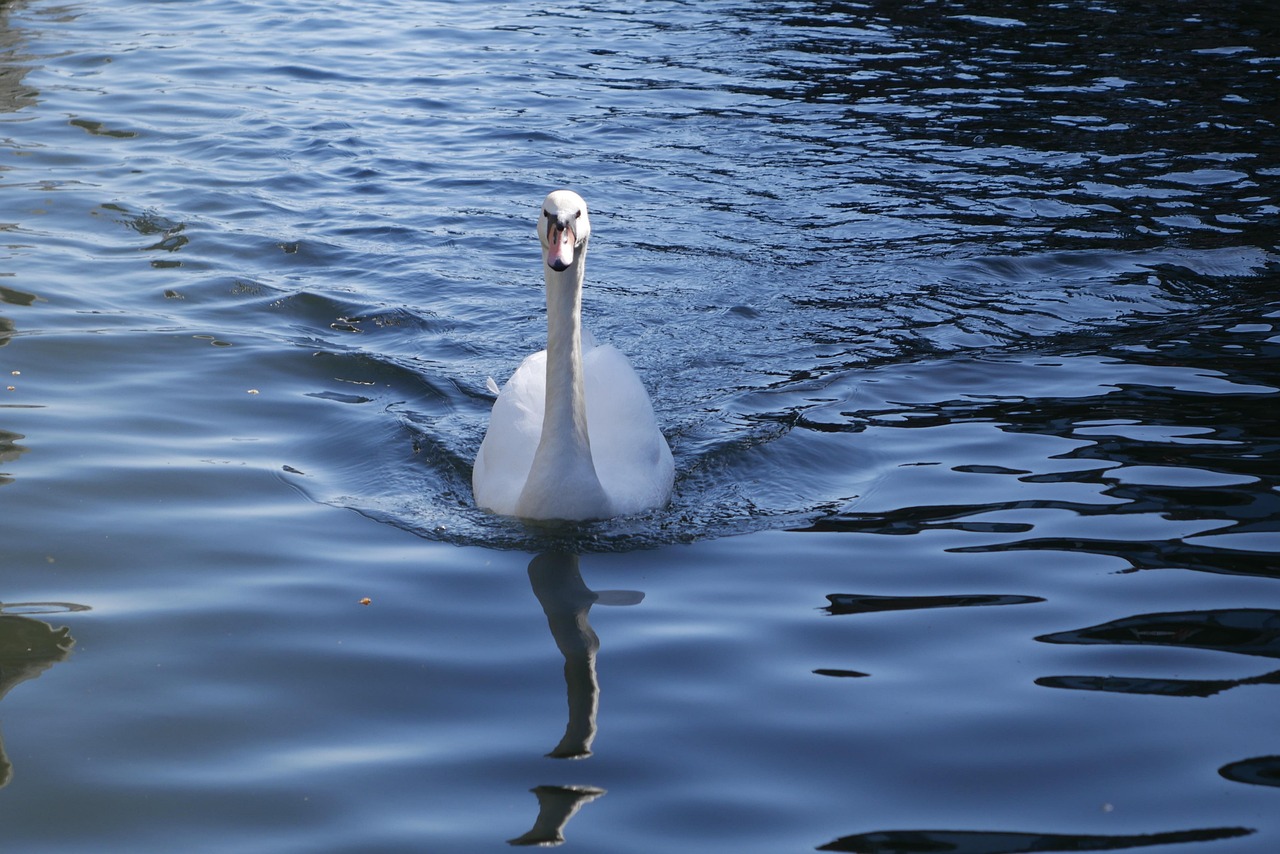 Cisne Pato Agua - Foto gratis en Pixabay - Pixabay