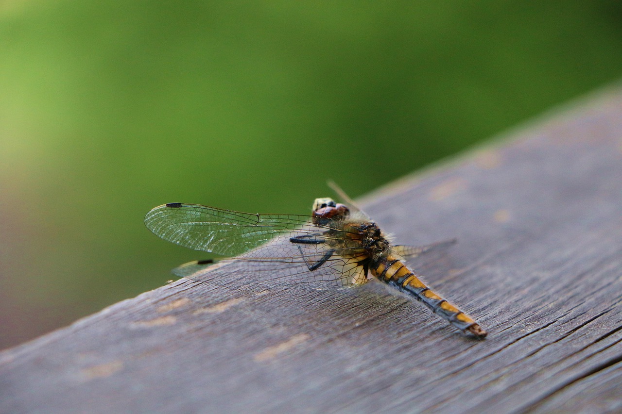 Dragon-Fly Green Insect - Free photo on Pixabay - Pixabay