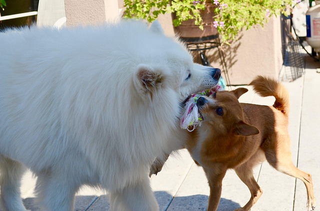 Chijuajua Samoyed Dogs - Free photo on Pixabay - Pixabay