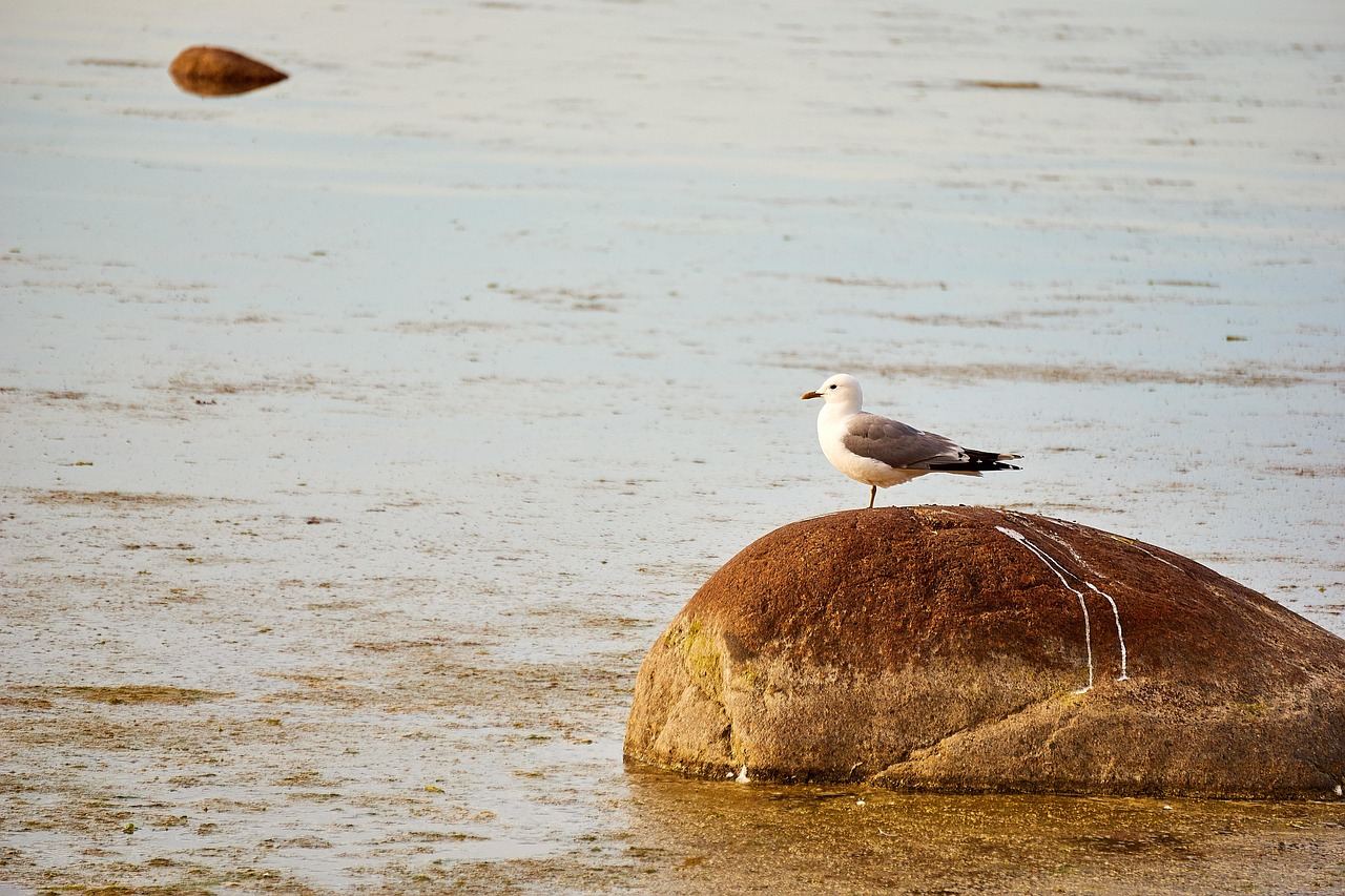 Estonia Baltic Sea Gull - Free photo on Pixabay - Pixabay