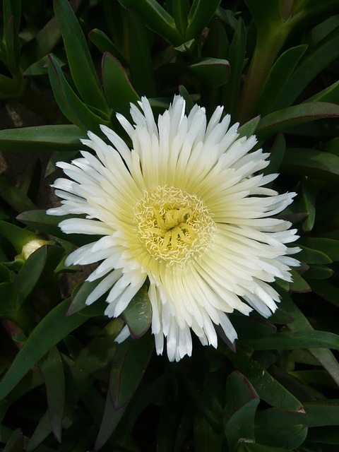 Flor Plantar - Foto gratuita no Pixabay - Pixabay