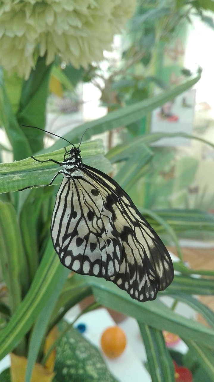 Papillons La Nature - Photo gratuite sur Pixabay - Pixabay