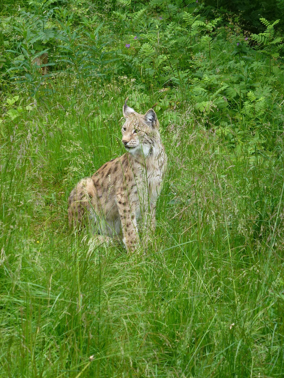 Lynx Predators The Nature Of - Free photo on Pixabay - Pixabay