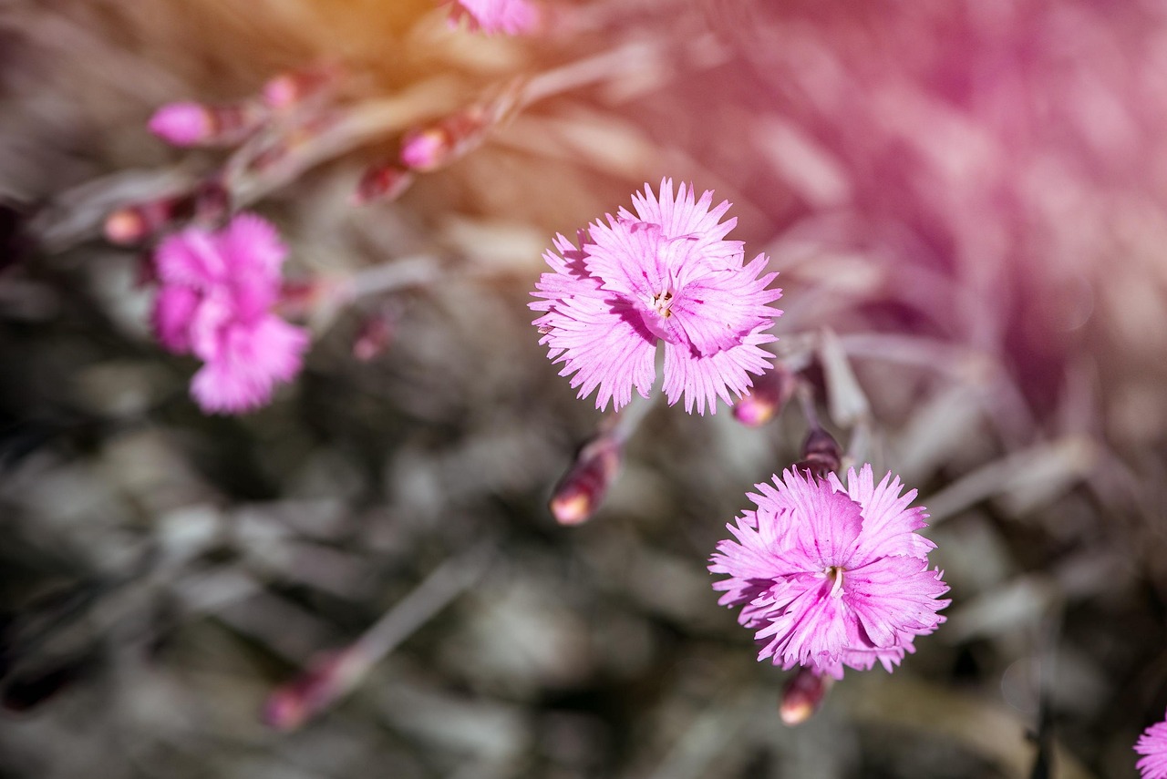 Cloves Cushion Flowers Dianthus - Free photo on Pixabay