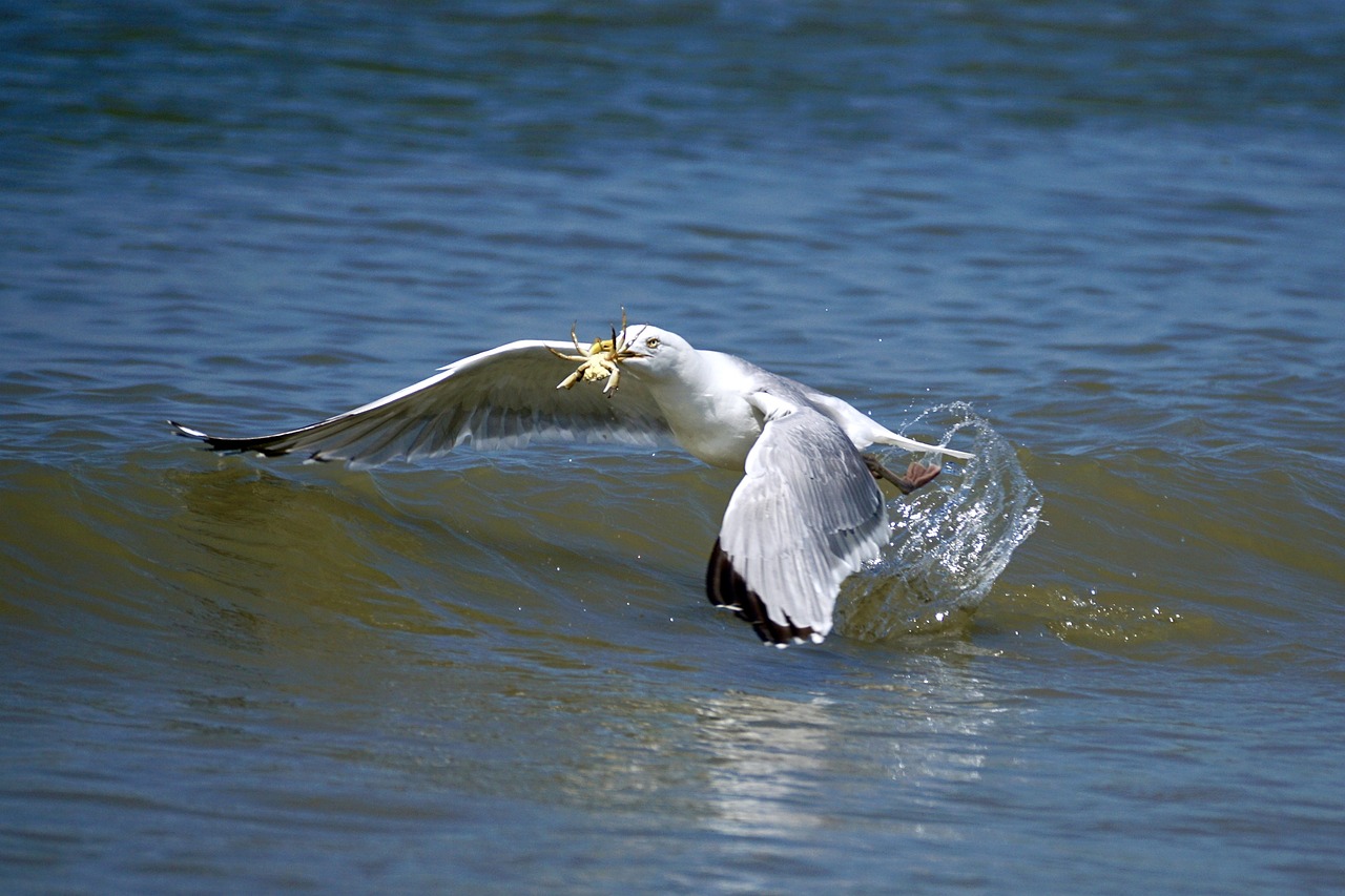 Gull Catch Feed - Free photo on Pixabay