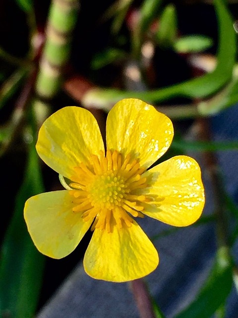 Fleur Souci Des Marais Jaune La - Photo gratuite sur Pixabay - Pixabay