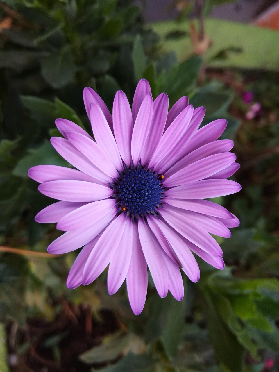 Flor Fúcsia - Foto gratuita no Pixabay - Pixabay