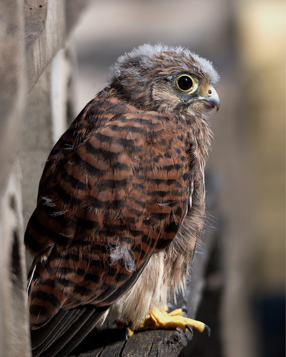 Kestrel Bird Of Prey - Free photo on Pixabay - Pixabay