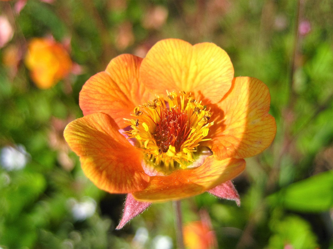 Jardim Primavera Flor - Foto gratuita no Pixabay - Pixabay