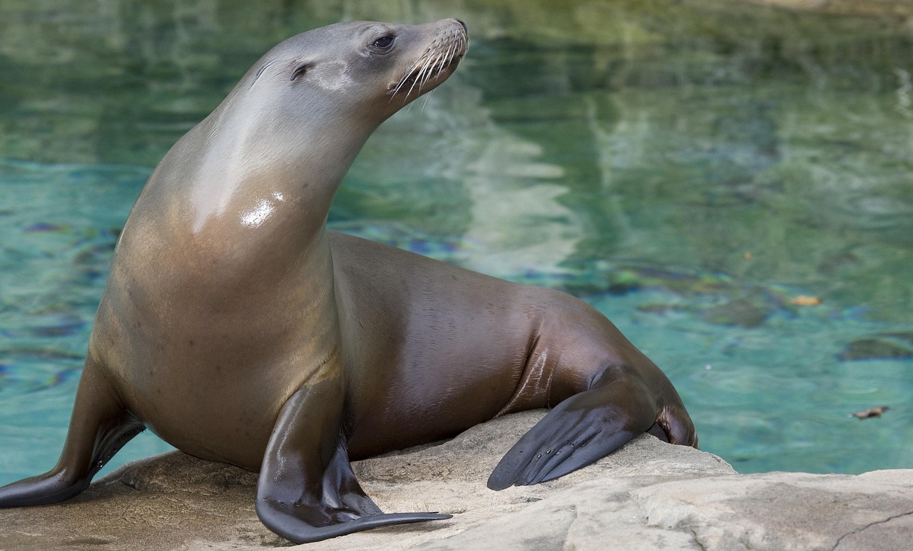 The North Pacific Sea Lions - Free photo on Pixabay