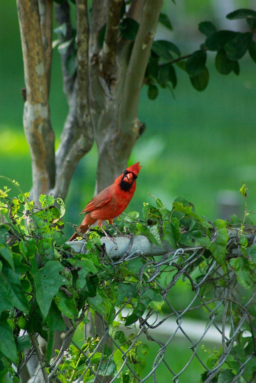 Pájaro Cardenal Fauna Silvestre - Foto gratis en Pixabay - Pixabay