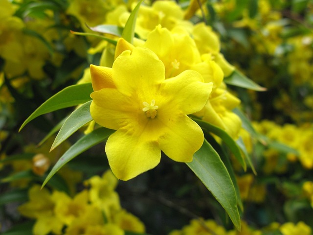 Flor Amarillo Flores De Color - Foto gratis en Pixabay