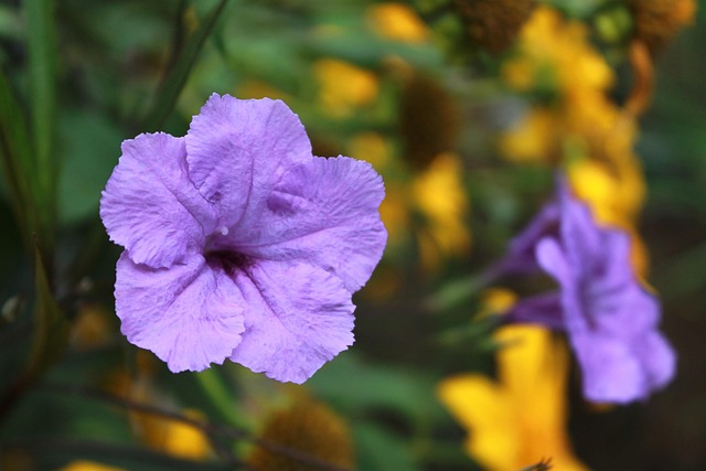 Flores Moradas Planta Macro - Foto gratis en Pixabay - Pixabay