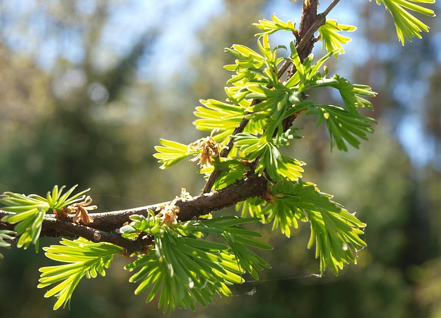 Primavera Arvores - Foto gratuita no Pixabay