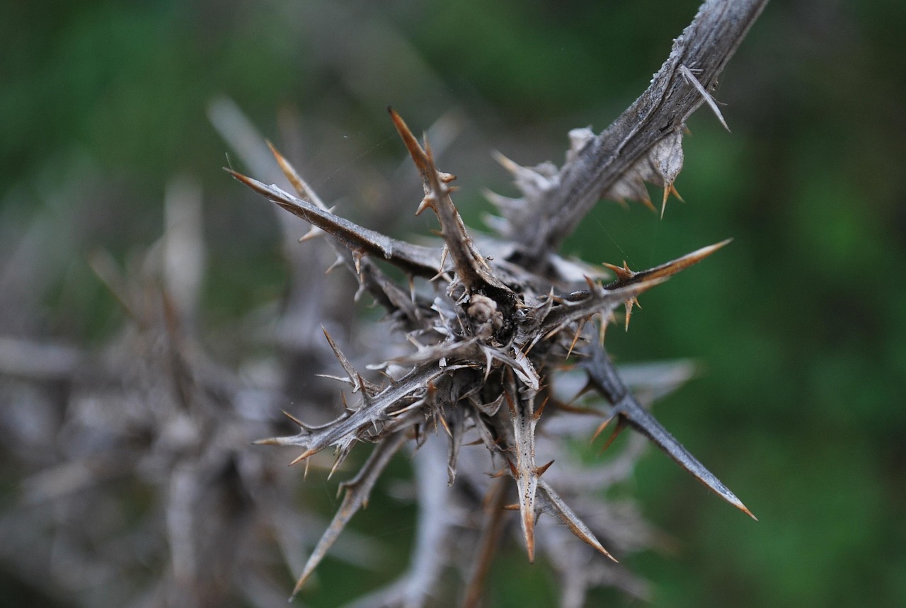 Thorn Dead - Free photo on Pixabay