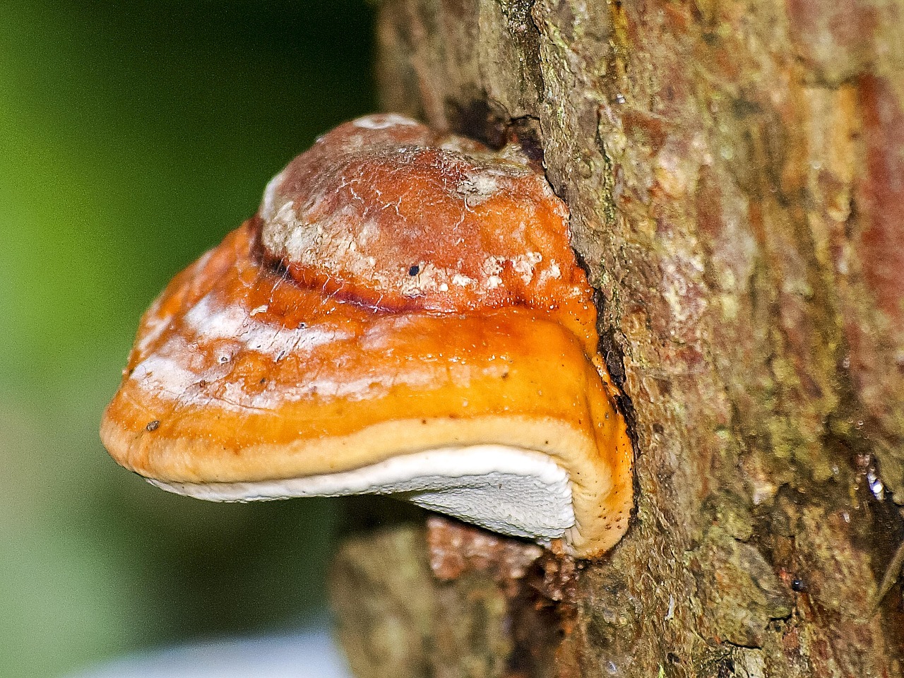 Mushroom Tree Trunk - Free photo on Pixabay - Pixabay