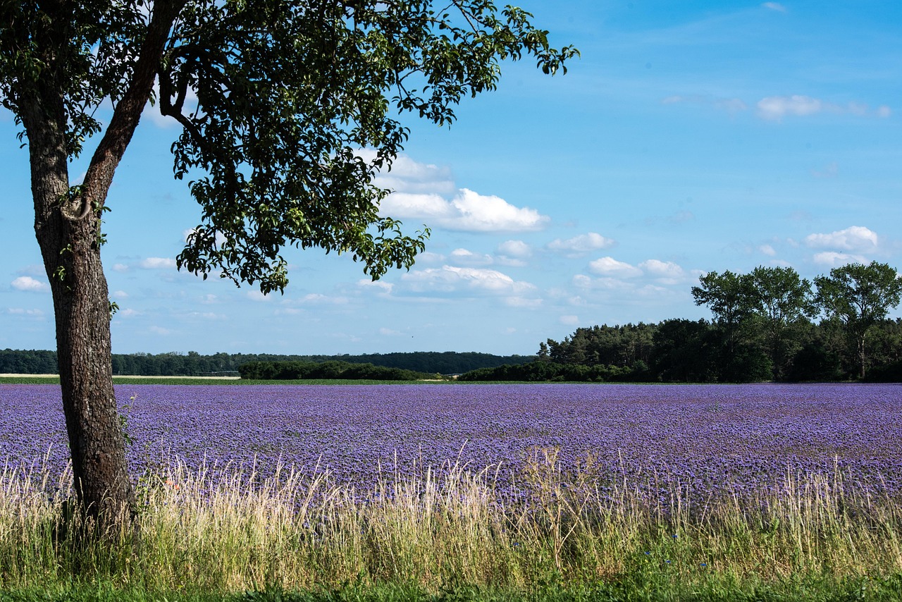 Summer Field Nature - Free photo on Pixabay