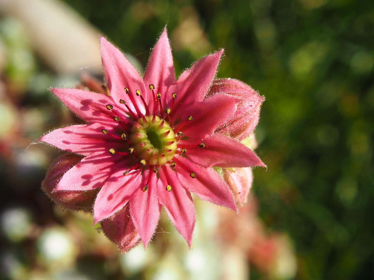 Flor Jardín Rosado - Foto gratis en Pixabay - Pixabay