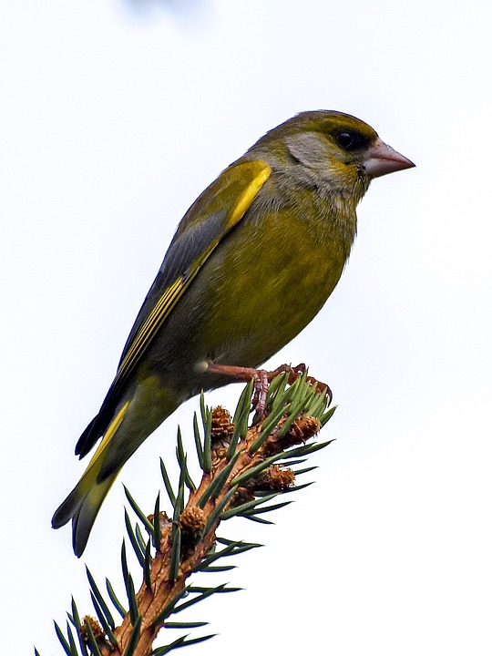Greenfinch Finch Bird - Free photo on Pixabay