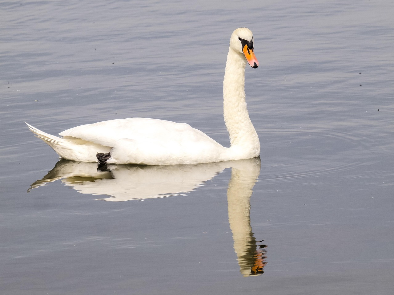 Cisne Pájaro Ave Acuática - Foto gratis en Pixabay - Pixabay