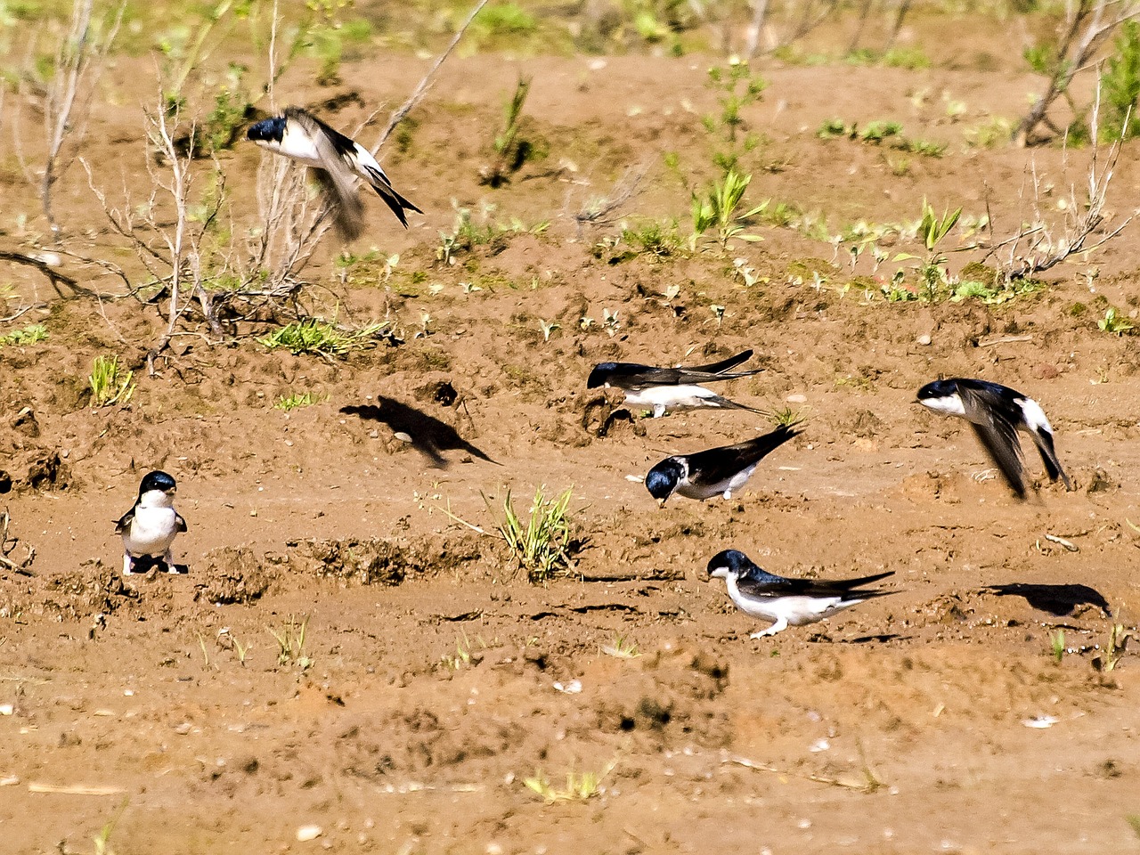 House Martin Swallow Flying Bird - Free photo on Pixabay