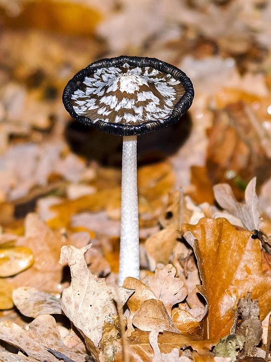 Mushroom Forest Fall - Free photo on Pixabay - Pixabay