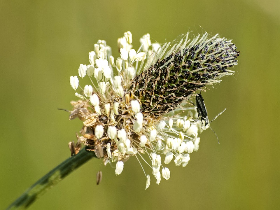 Plantain Plant - Free photo on Pixabay - Pixabay