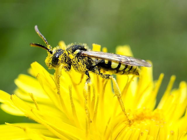 20,000+ Free Bee & Nature Photos - Pixabay