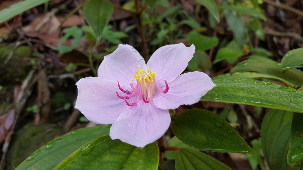 Pink Flower Taiwan Native Flowers - Free photo on Pixabay - Pixabay