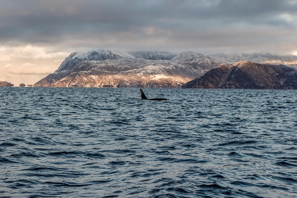 Killer Whale - Free photo on Pixabay