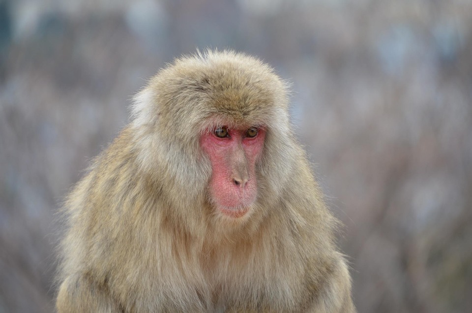 Macaque Japonais Singe Primate - Photo gratuite sur Pixabay