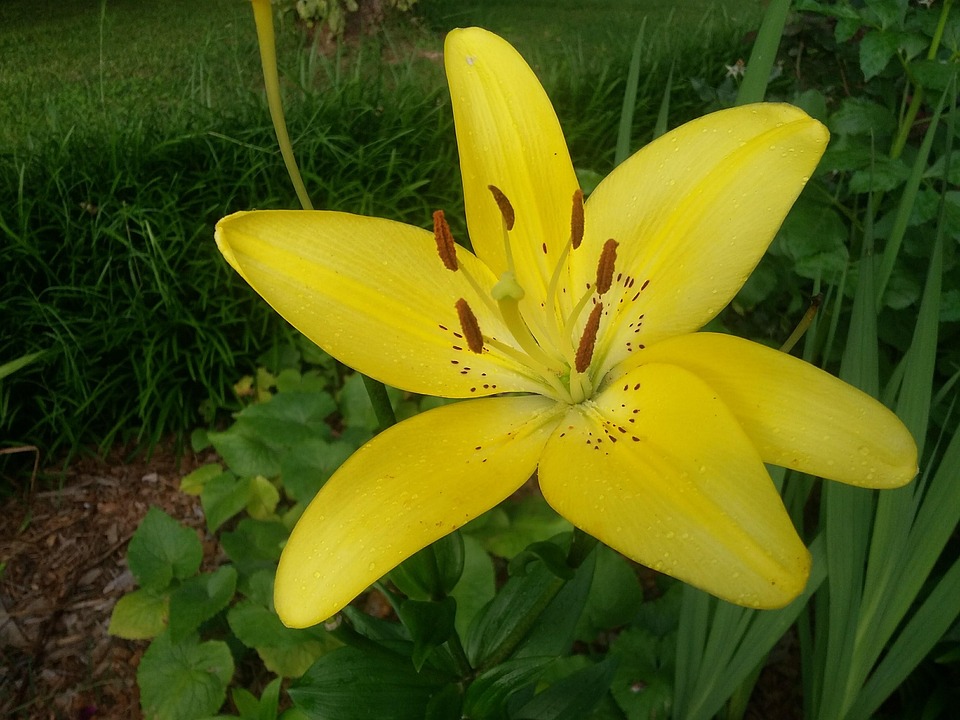 Yellow Flower Lily - Free photo on Pixabay