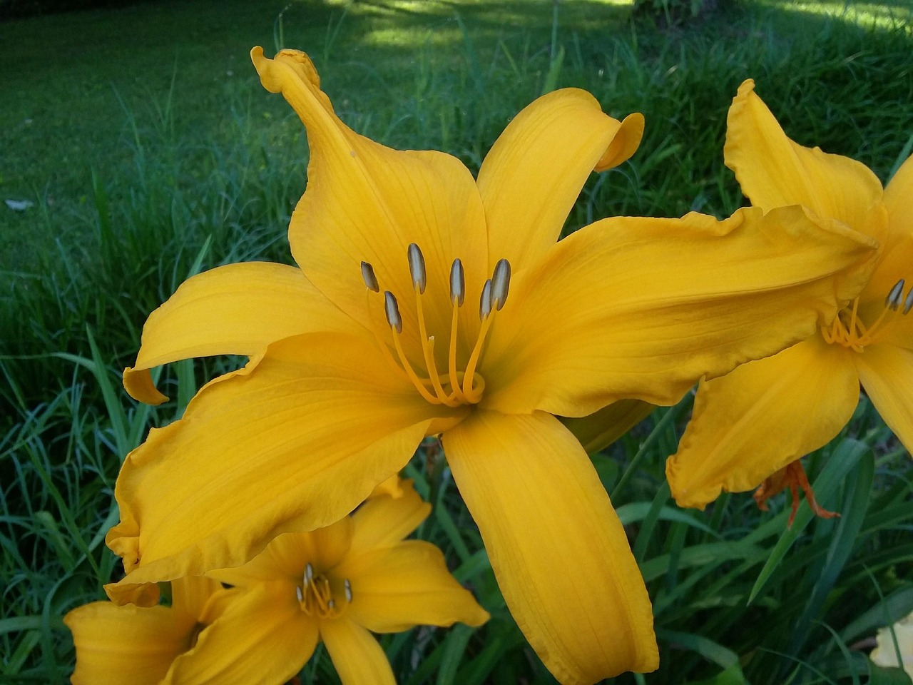 30+ Free Golden Lily & Flower Images - Pixabay