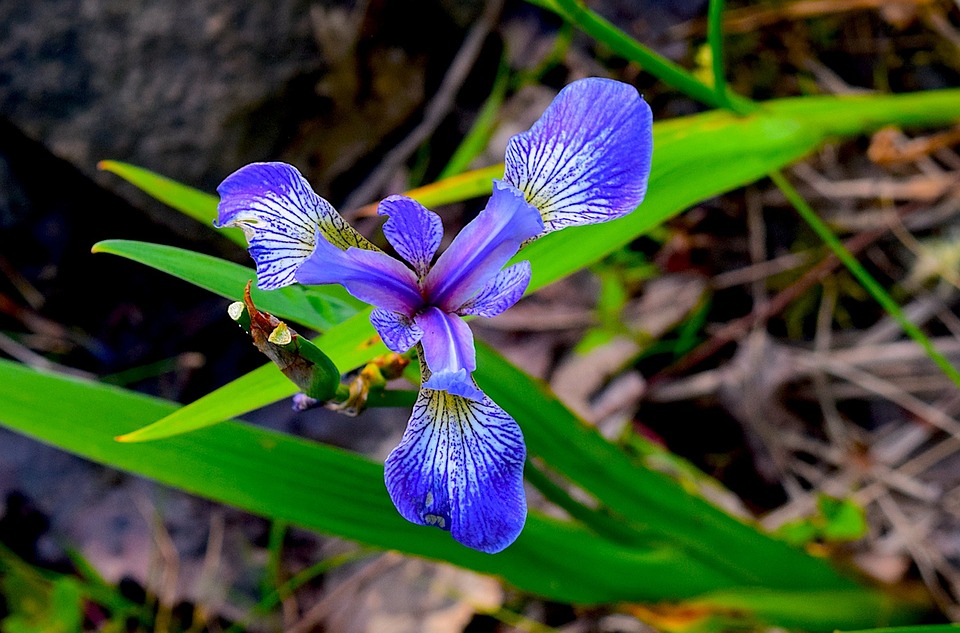 Iris Blu Fiore - Foto gratis su Pixabay - Pixabay
