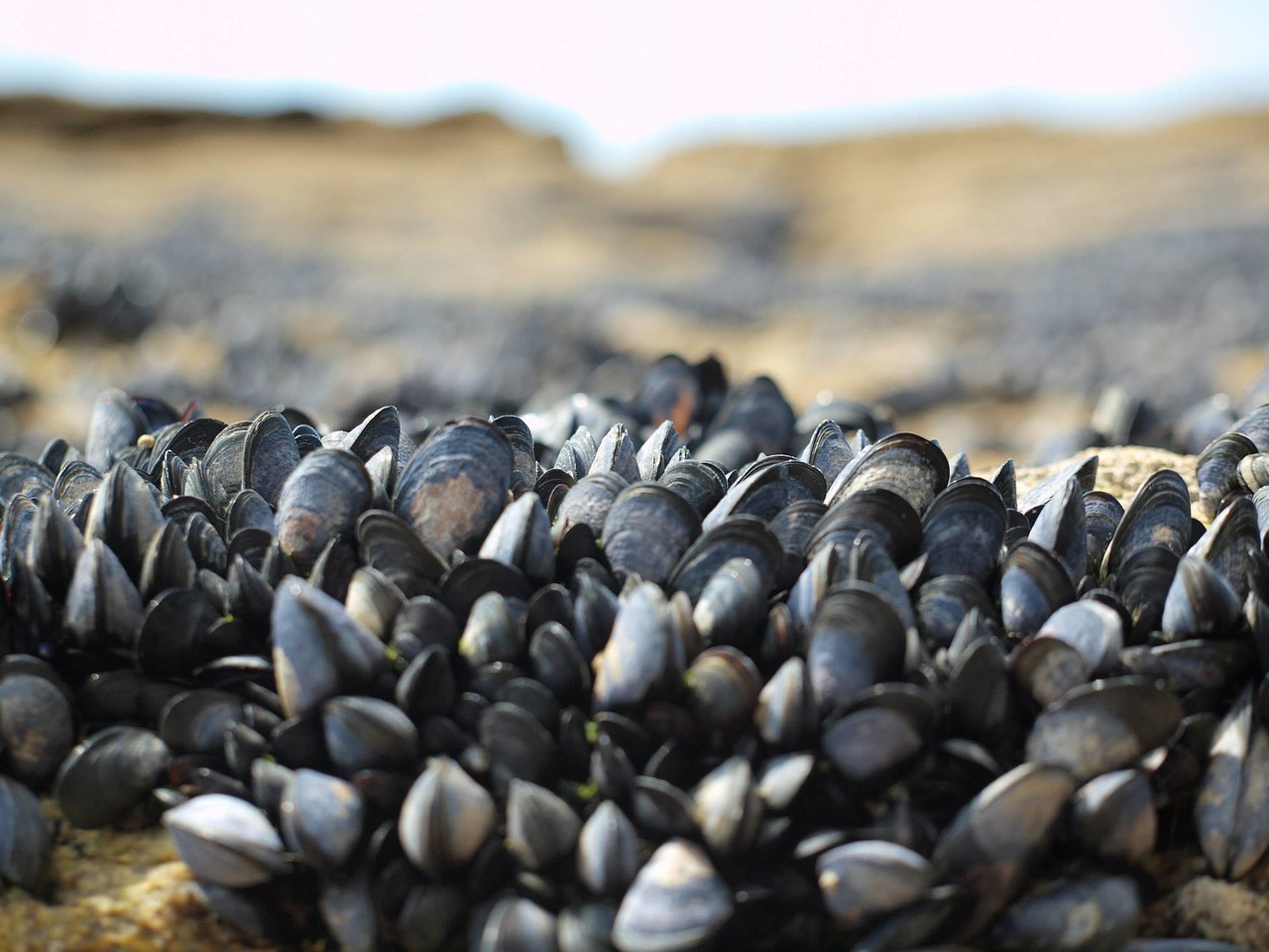 Plus de 5 000 images de Moules Frite et de Moules - Pixabay