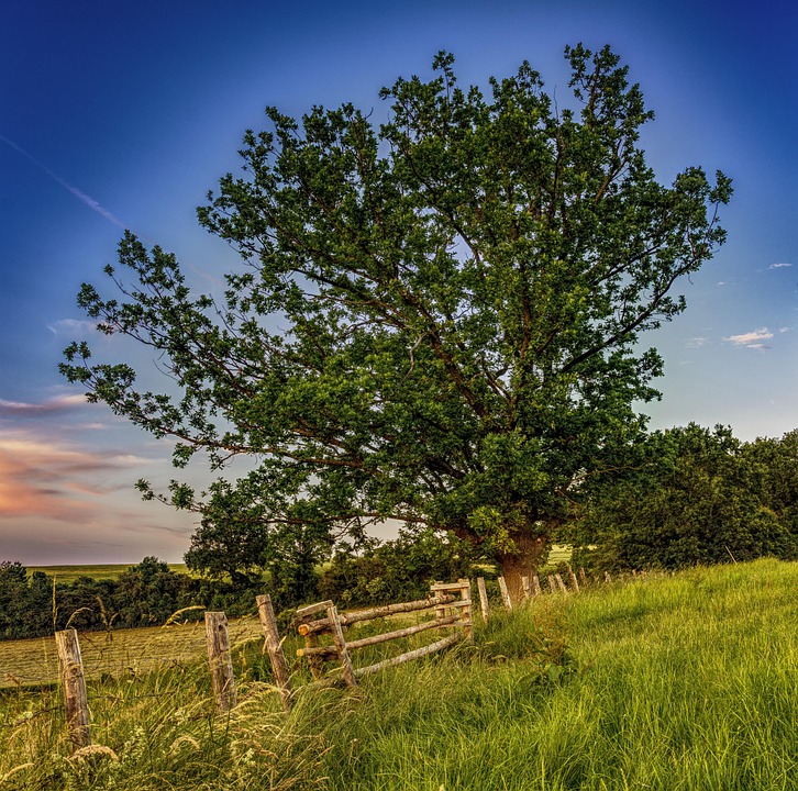 Weide Baum Wiese - Kostenloses Foto auf Pixabay - Pixabay