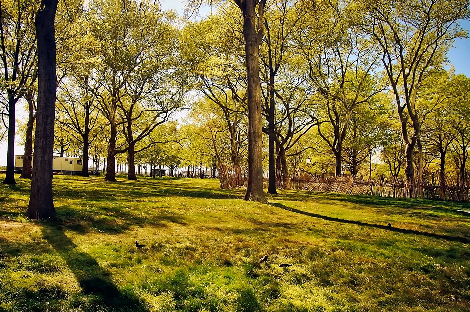 Park Trees Landscape - Free photo on Pixabay