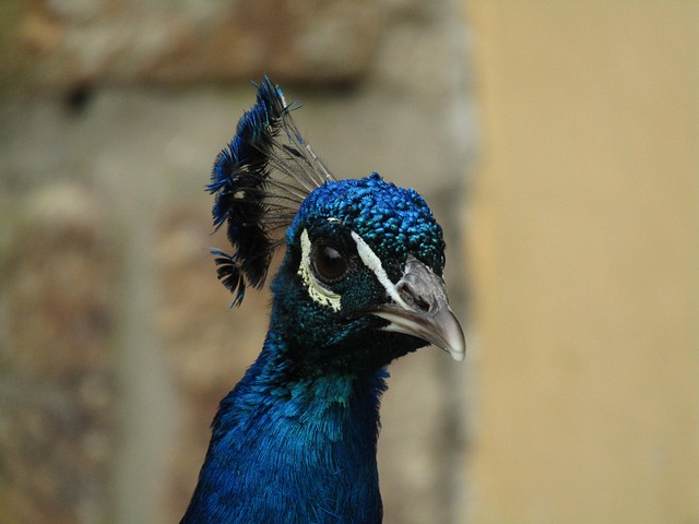 Pavo Real Bien Pájaro - Foto gratis en Pixabay - Pixabay
