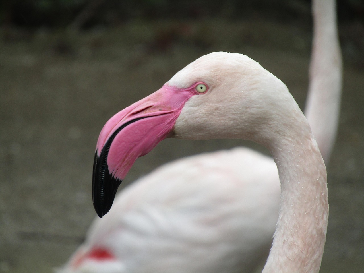 Flamant Oiseau Rose - Photo gratuite sur Pixabay - Pixabay