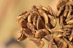 6 Fennel seed Synonyms. Similar words for Fennel seed.