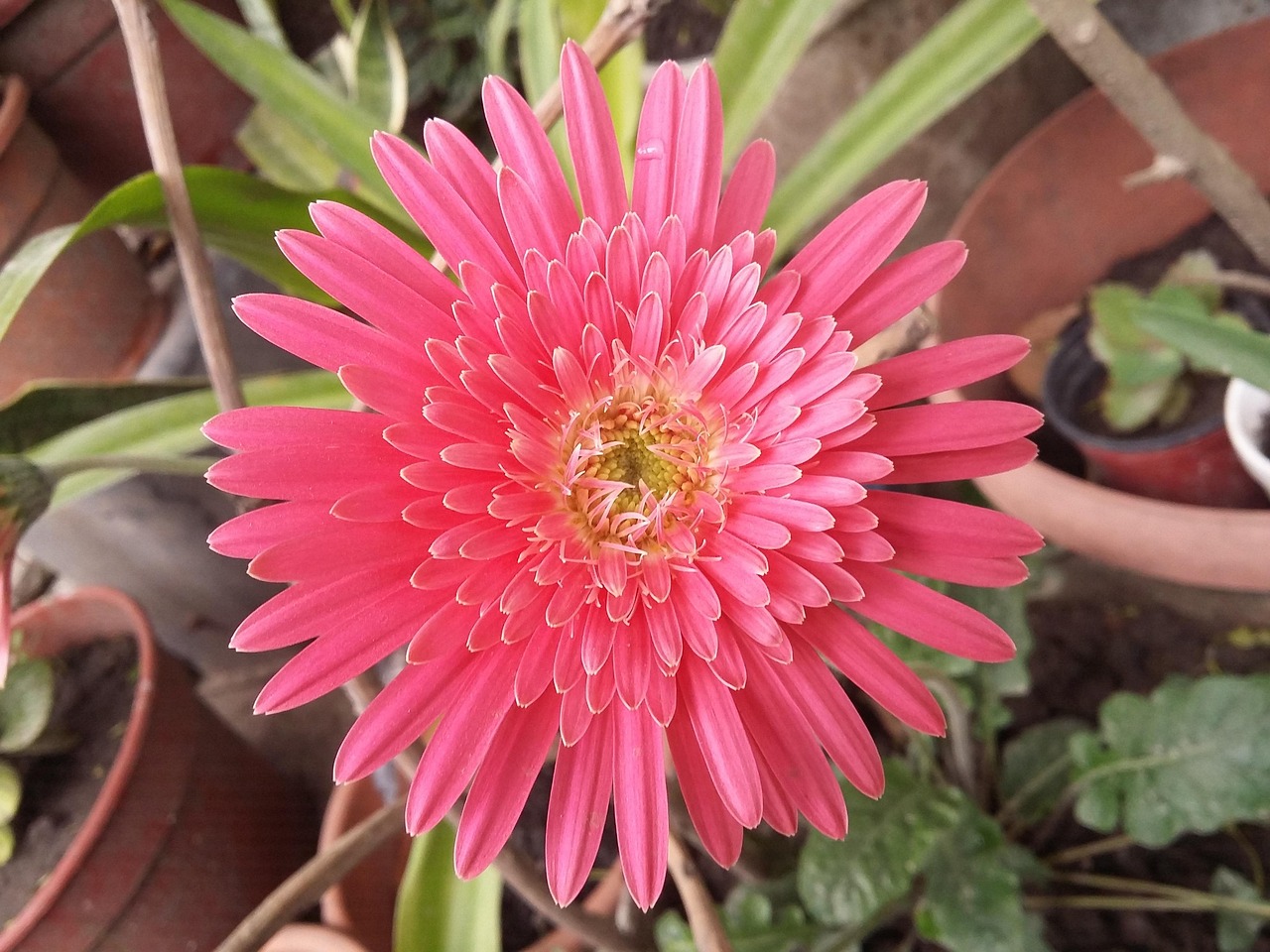 Flower Rosy Yard - Free photo on Pixabay - Pixabay